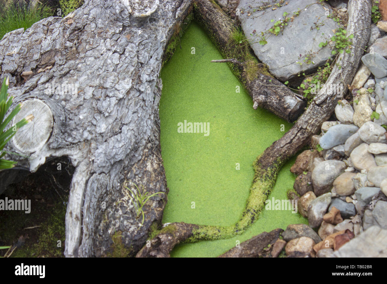 Pool with cyanobacteria blue-green algae and branches Stock Photo - Alamy