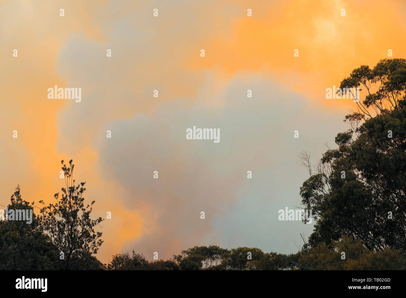 Organised Fire Service back burning to prevent bush fires in the ...