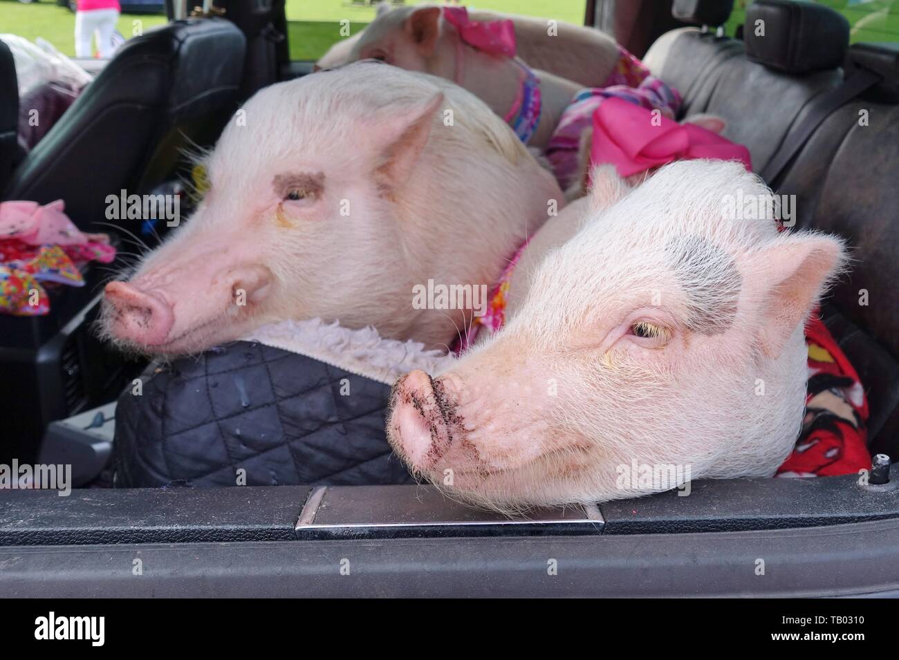JACKSONVILLE, FL -9 MAR 2019- View of a live pet pig with pink clothing ...