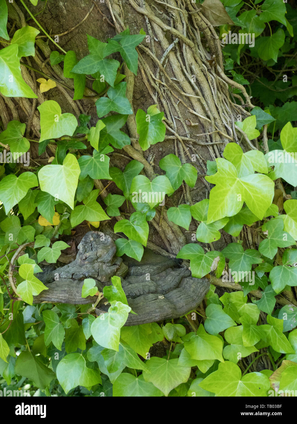 a close up view of a pair of two hoof fungus fungi growing on a tree ...