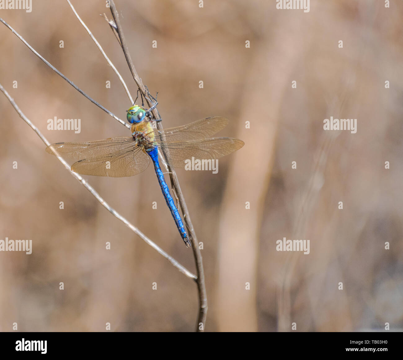 emperor dragonfly with brown vegetation background, Tenerife, Canary ...