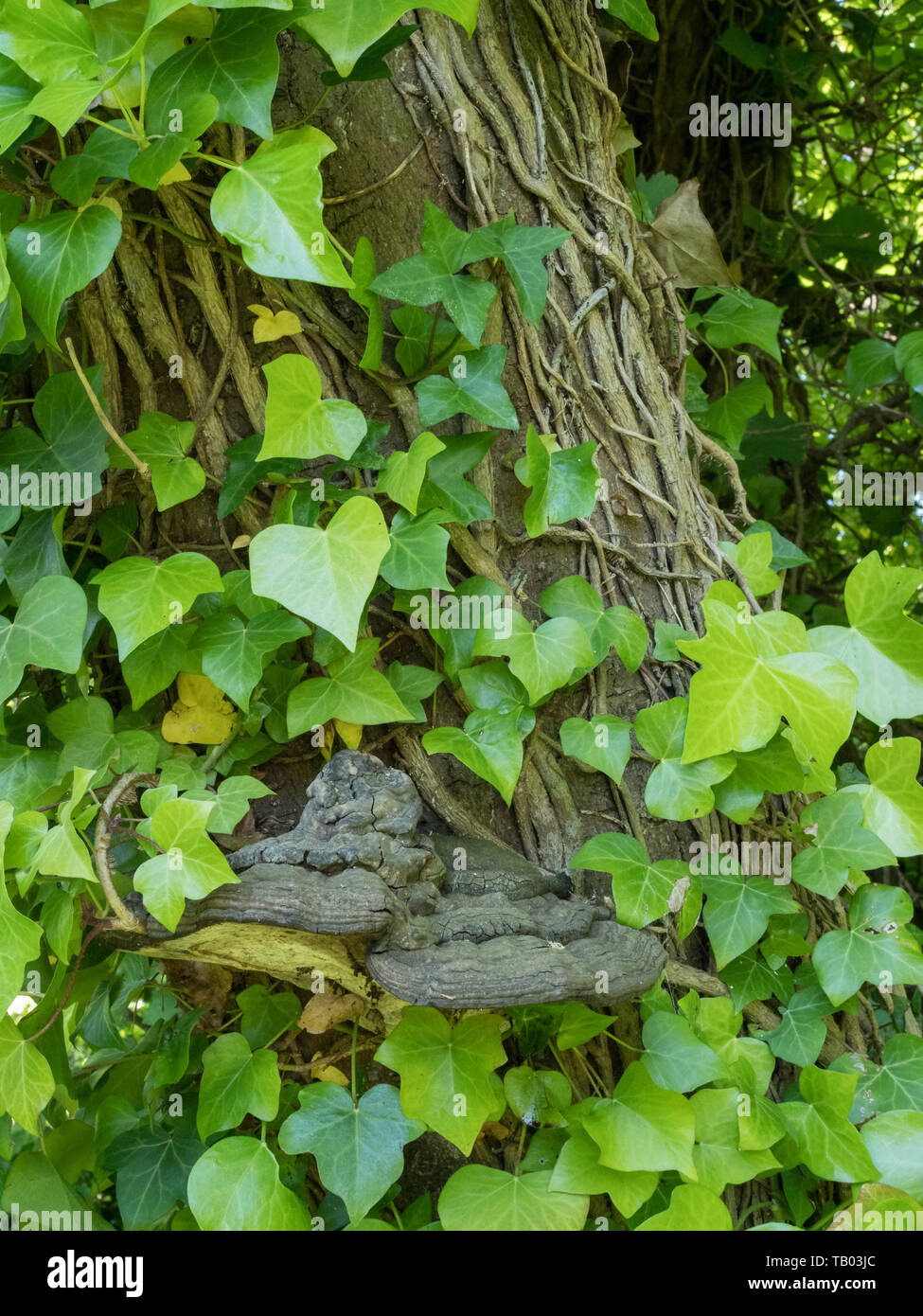 a close up view of a pair of two hoof fungus fungi growing on a tree ...