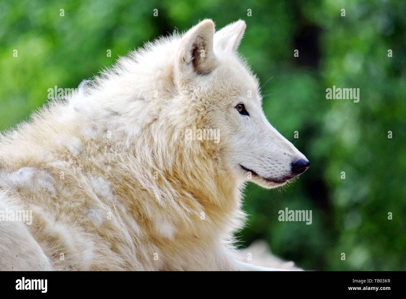 Greenland wolf hi-res stock photography and images - Alamy
