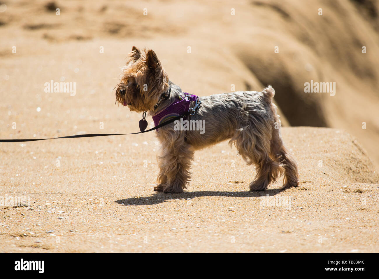 Side view of a yorkshire terrier on a beach Stock Photo - Alamy