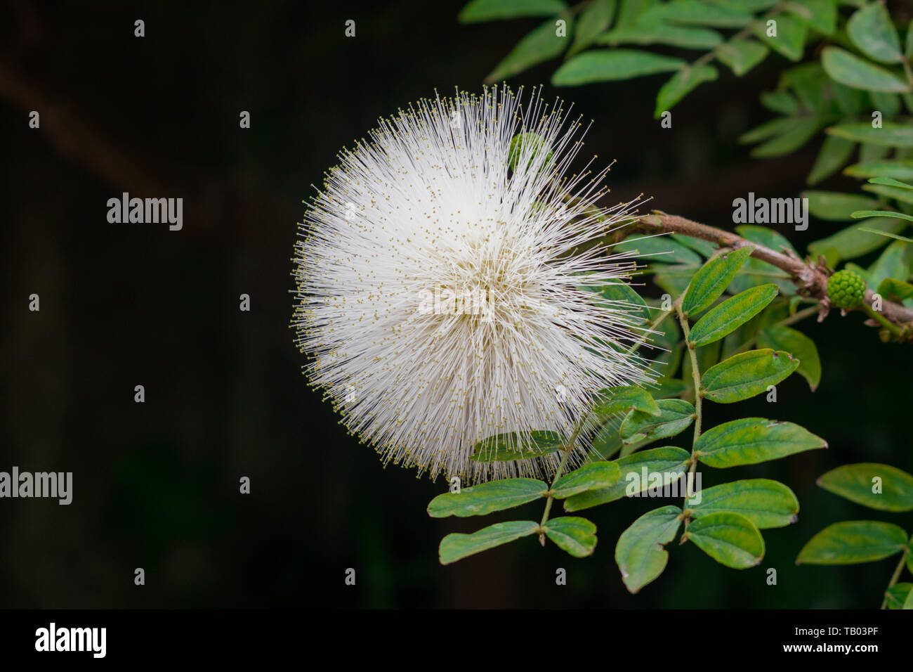 Calliandra haematocephala white flower with green leaves Stock Photo ...