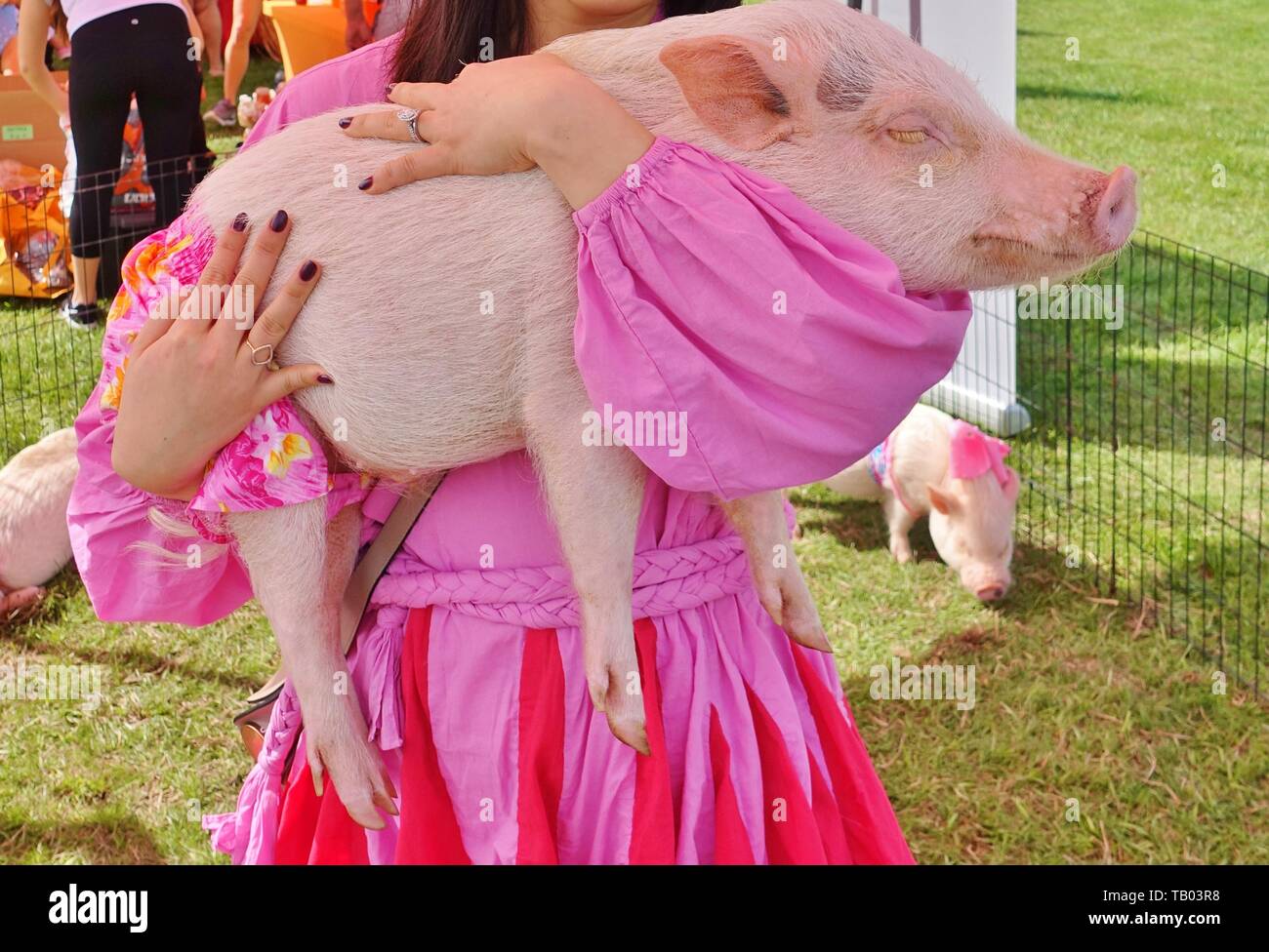 JACKSONVILLE, FL -9 MAR 2019- View of a live pet pig with pink clothing, of the Prissy and Pop ...