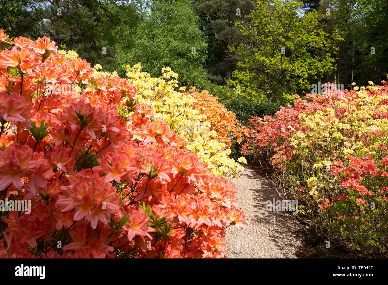 Azaleas flowering in Stody lodge Gardens, near Holt, Norfolk, UK Stock ...