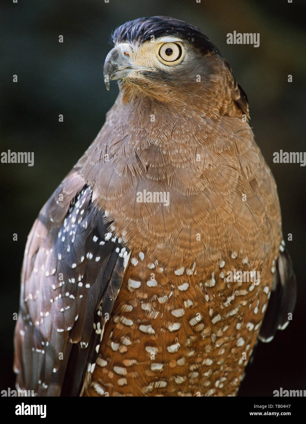 Crested Serpent Eagle High Resolution Stock Photography and Images - Alamy
