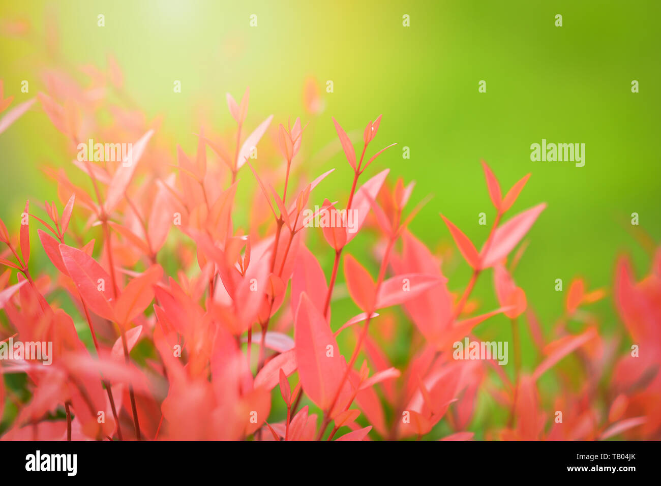 Beautiful red leaf of Syzygium australe plant or Christina tree in the ...