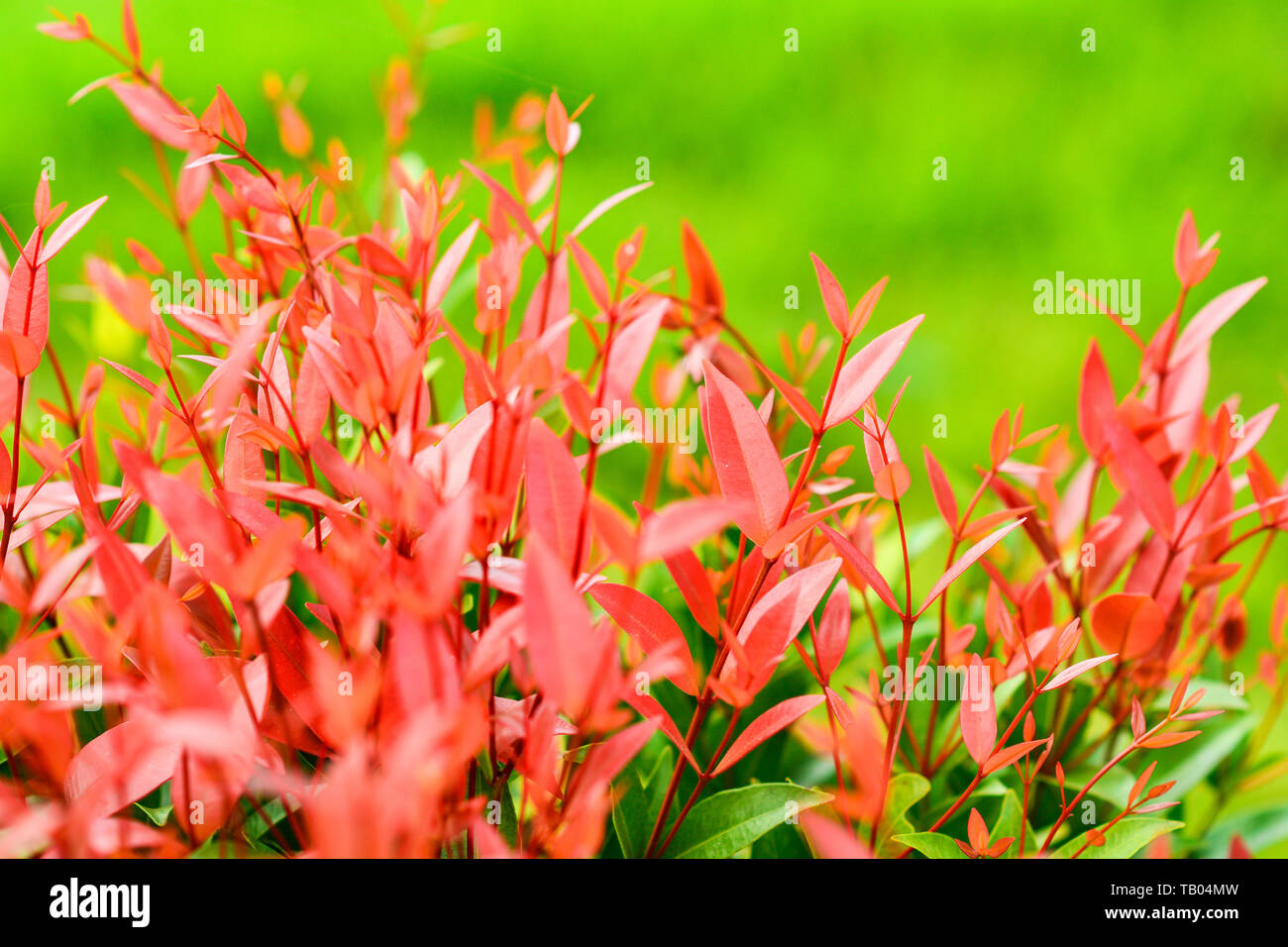 Beautiful red leaf of Syzygium australe plant or Christina tree in the ...