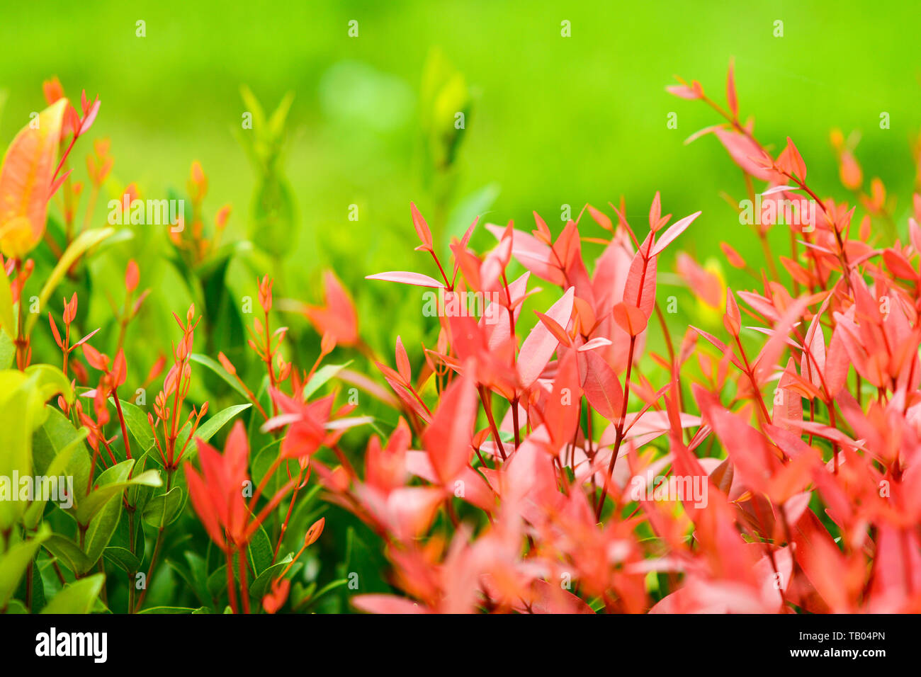 Beautiful red leaf of Syzygium australe plant or Christina tree in the ...