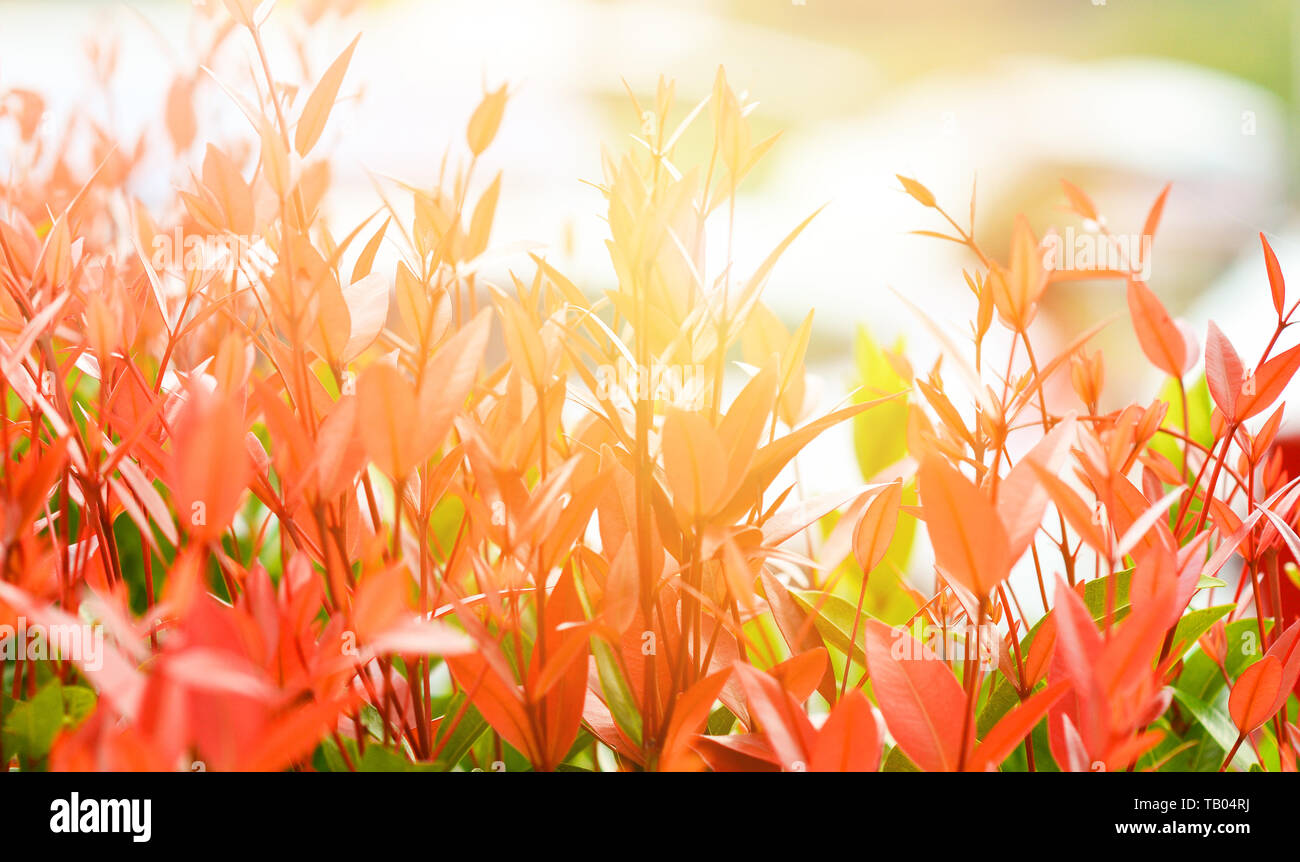 Beautiful red leaf of Syzygium australe plant or Christina tree in the ...