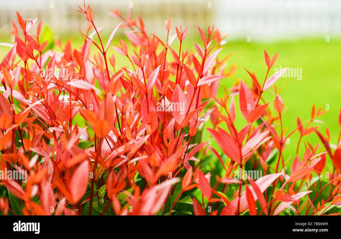 Beautiful red leaf of Syzygium australe plant or Christina tree in the ...