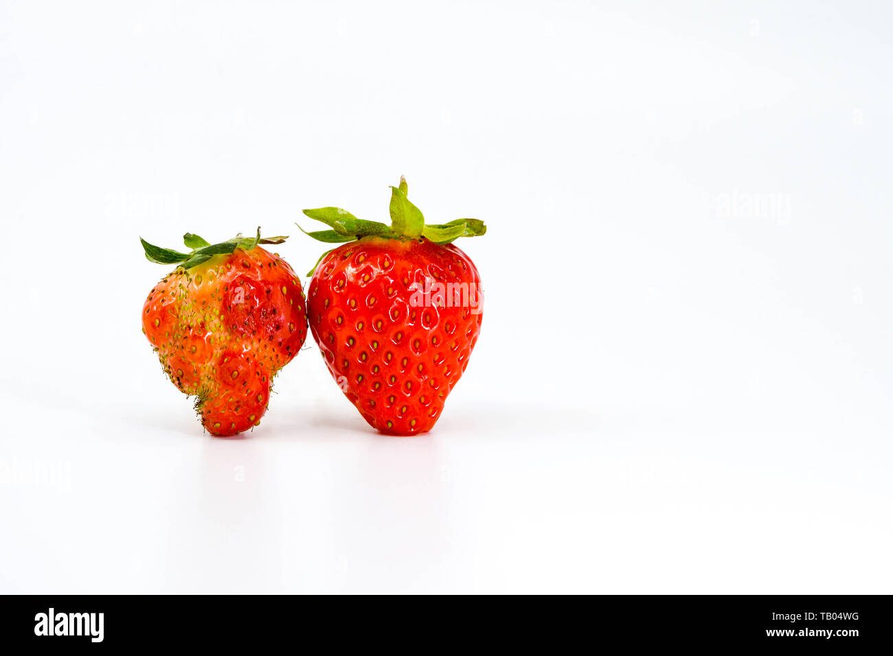 Close up of two strawberries side by side. One is malformed compared ...