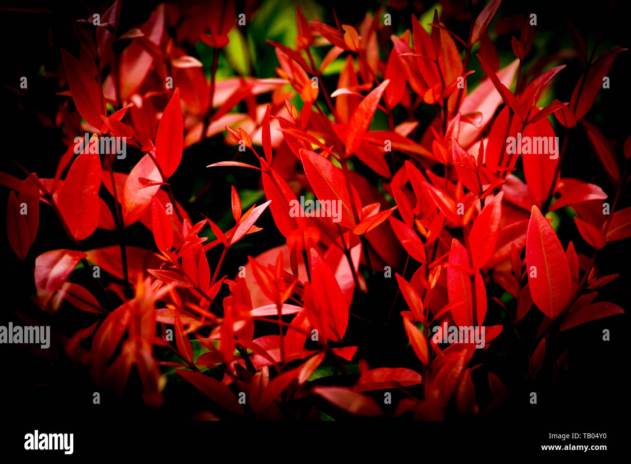 Beautiful red leaf of Syzygium australe plant or Christina tree in the ...