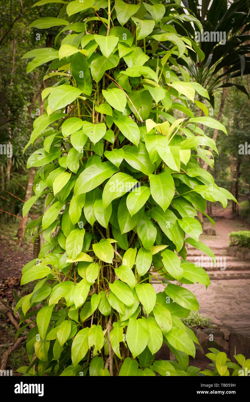 Rainforest tree crown green leaves hi-res stock photography and images ...
