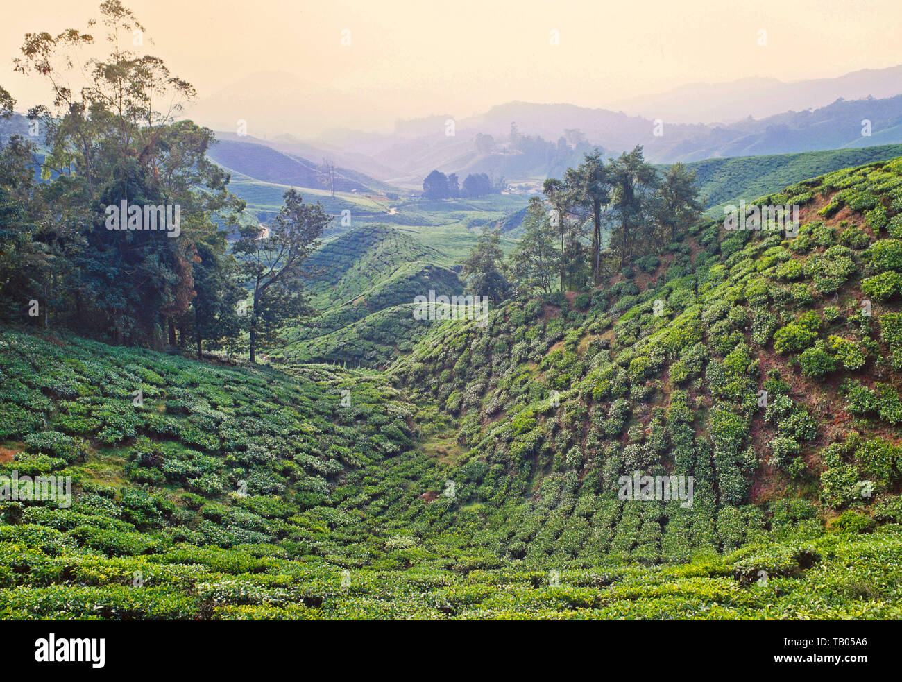 Tea plantation hi-res stock photography and images - Alamy