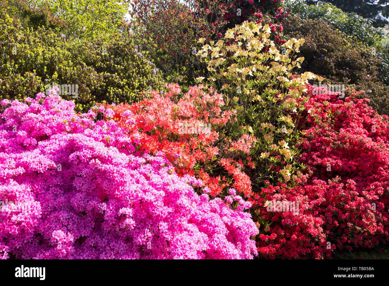 Azaleas flowering in Stody lodge Gardens, near Holt, Norfolk, UK Stock ...