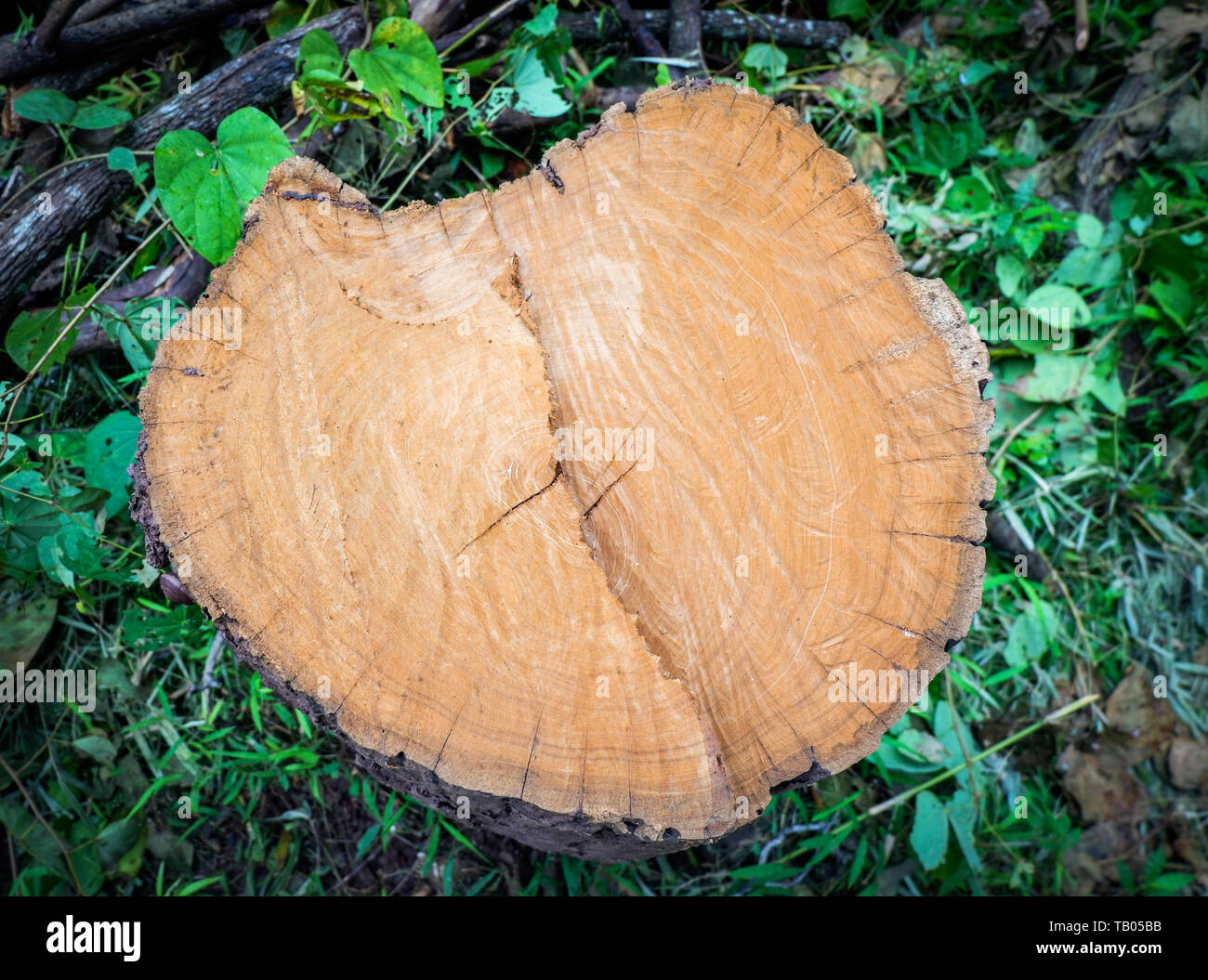 cut tree trunk old crack wood ancient Abstract texture background Stock ...