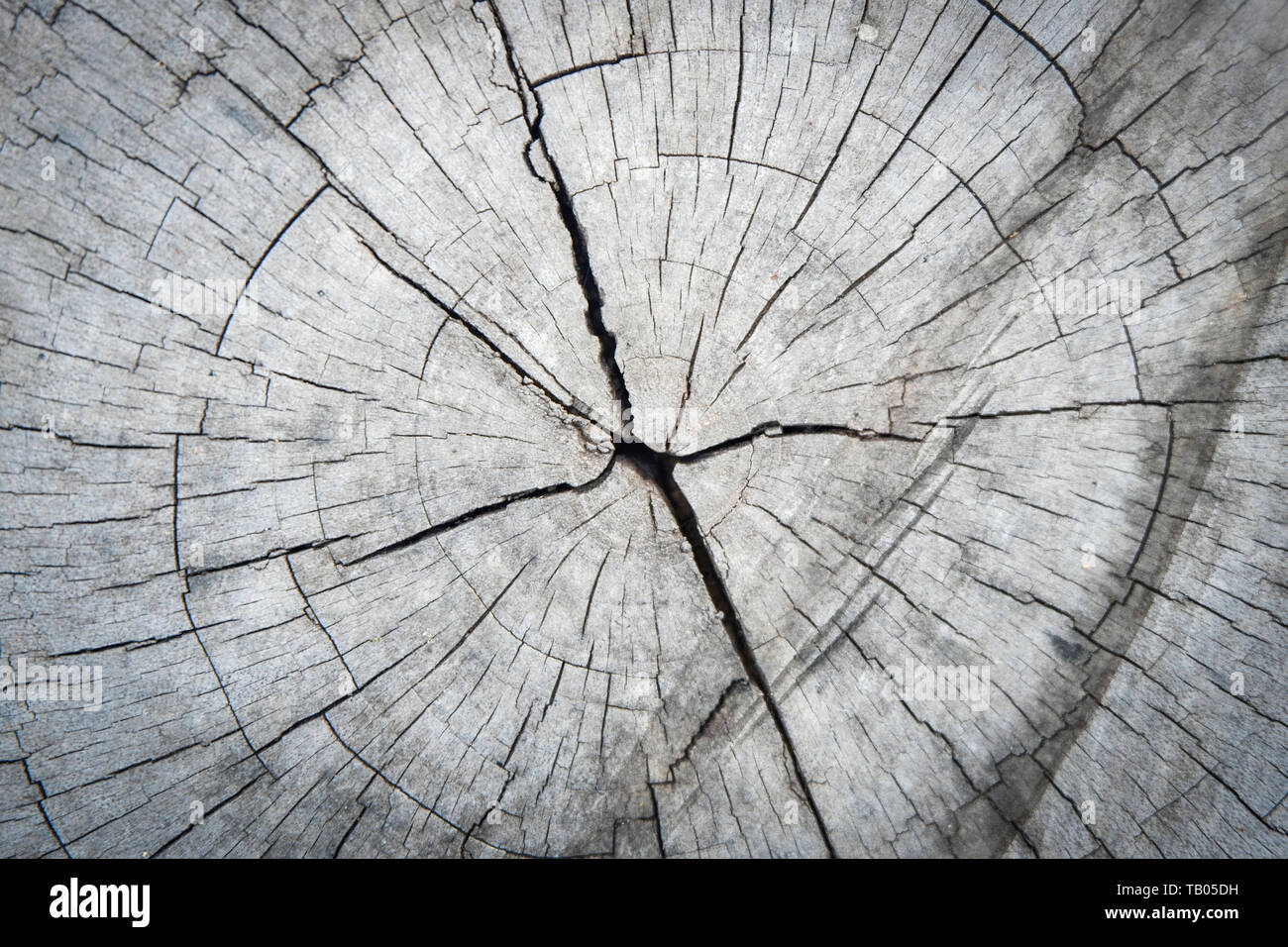 cut tree trunk old crack wood ancient Abstract texture background Stock ...