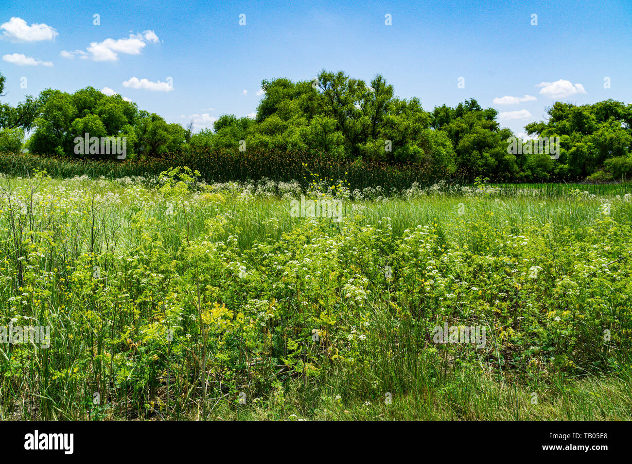 Cattail reeds, Hemlock and other native species growing at the San Luis ...