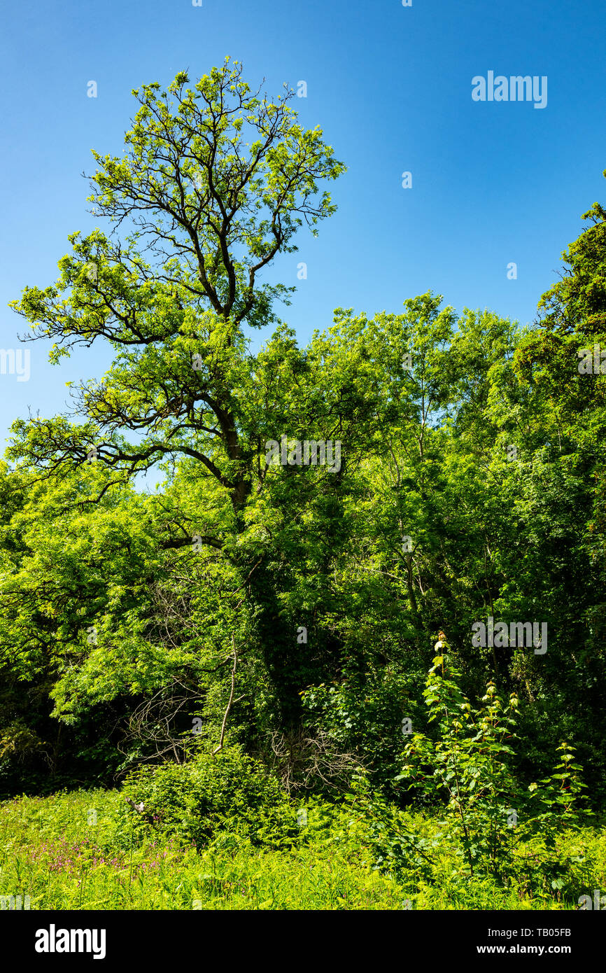 Dappled Shades High Resolution Stock Photography and Images - Alamy