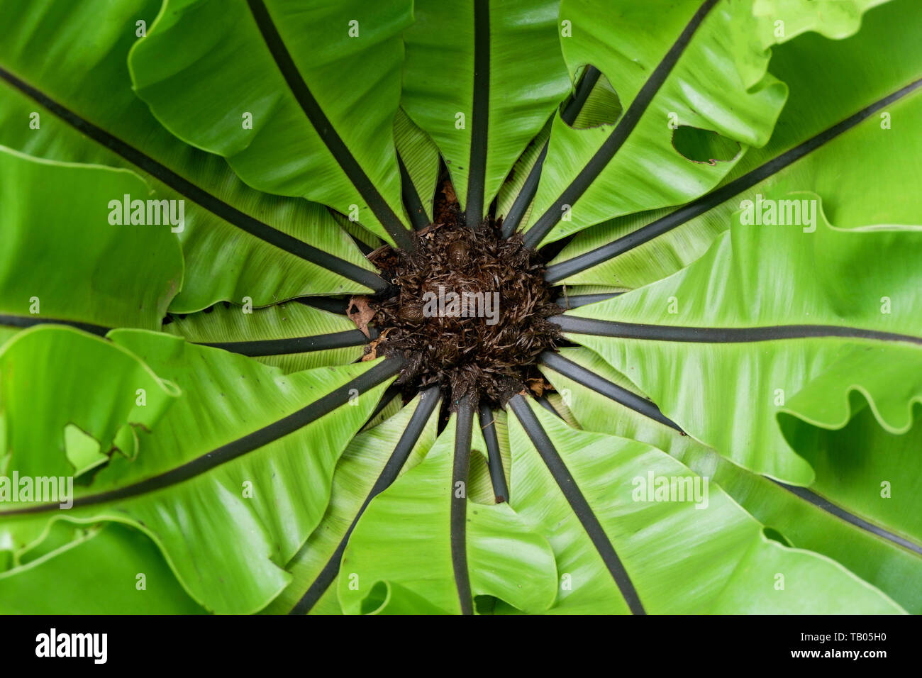Beautiful of Bird nest fern growing on nature background top view ...
