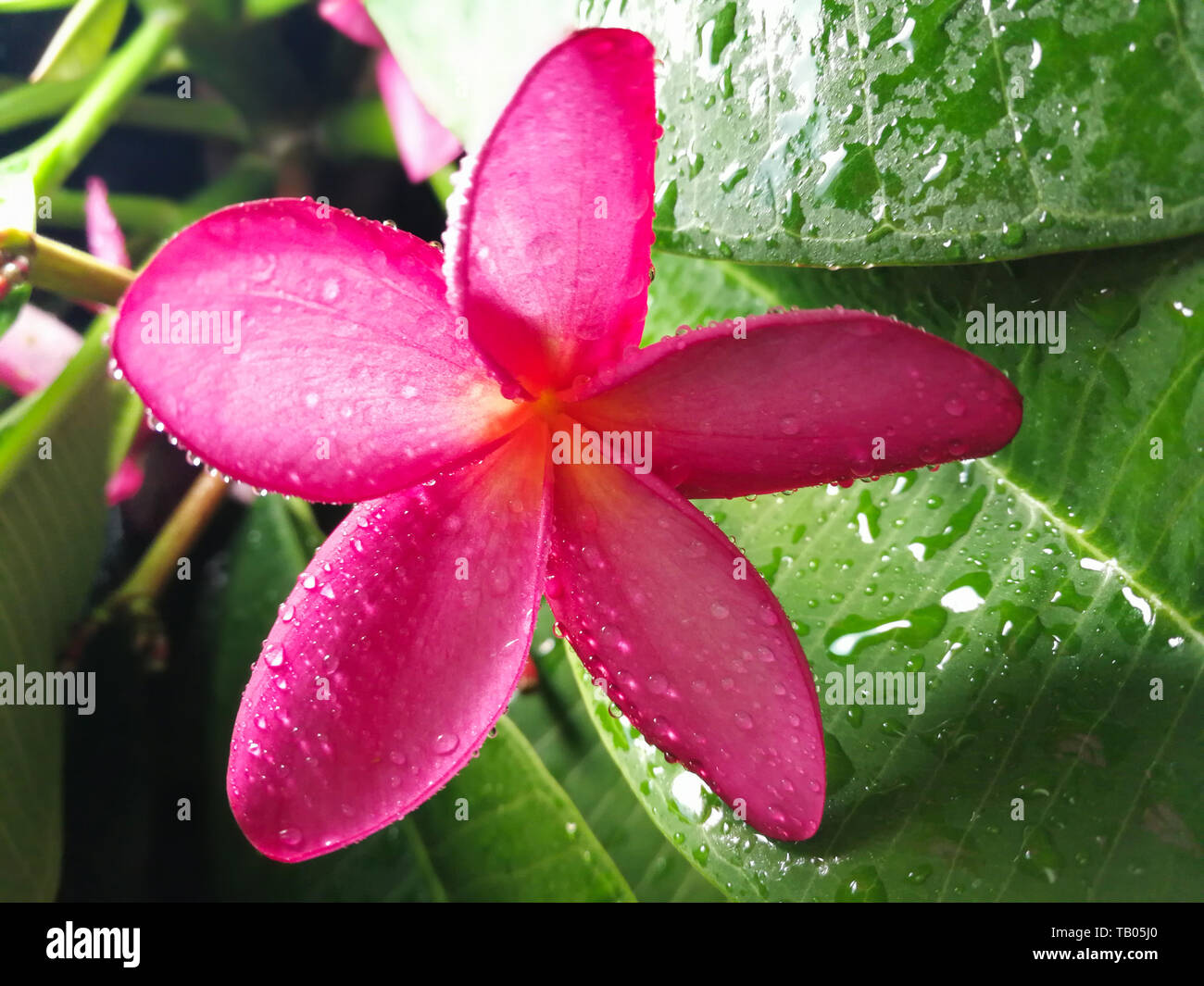 Pink frangipani flower beautiful on tree nature garden / plumeria ...