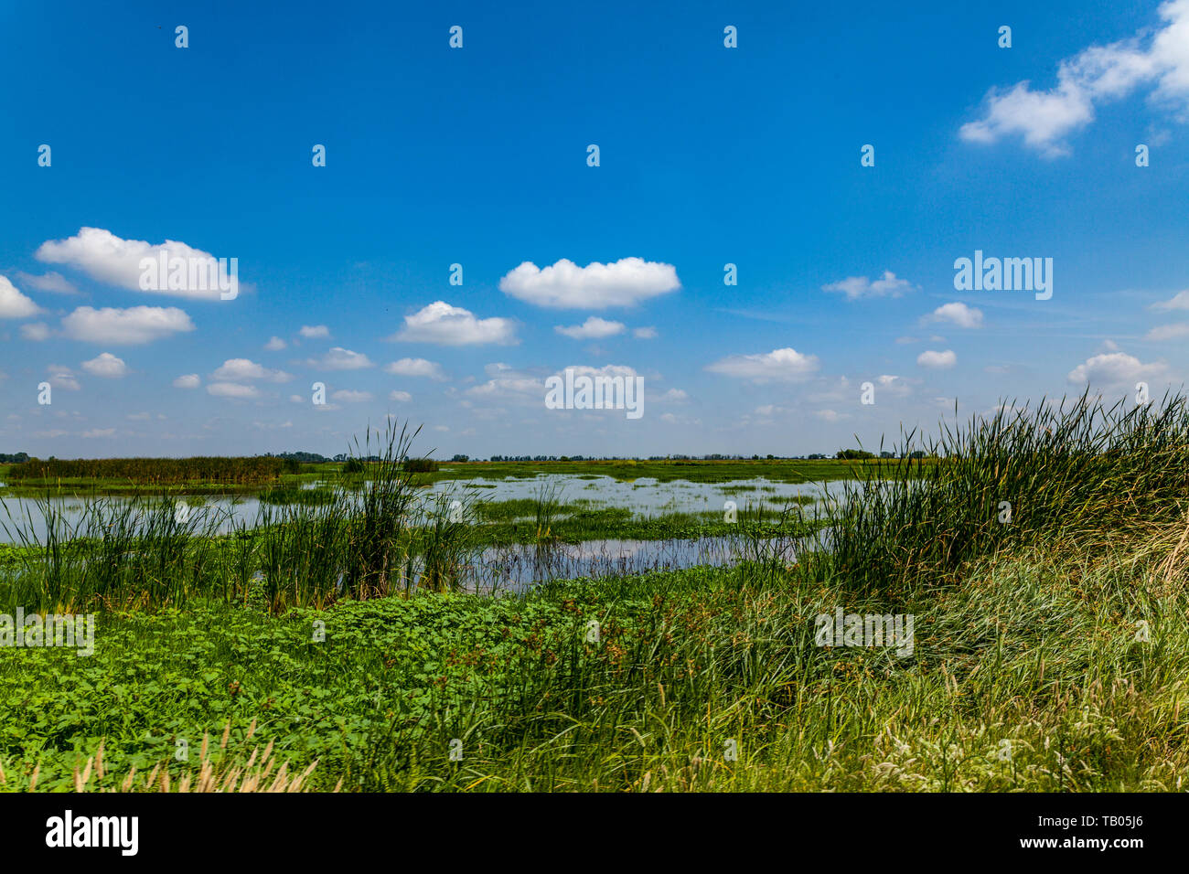 Lush Vegetation created by steady rains at the Merced National Wildlife ...