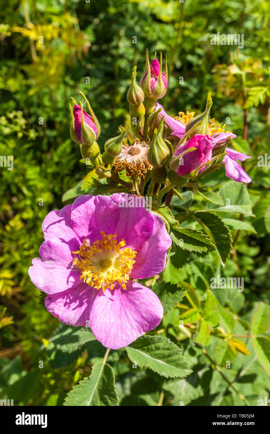 Rosa Californica