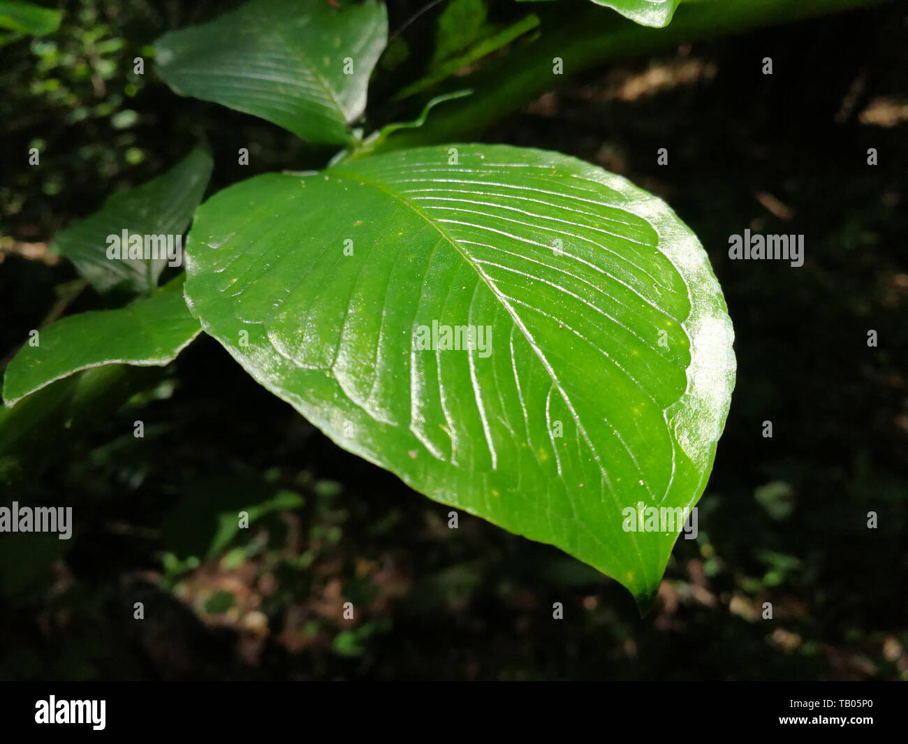 beautiful green leaf in the rain forest tropical nature dark background ...
