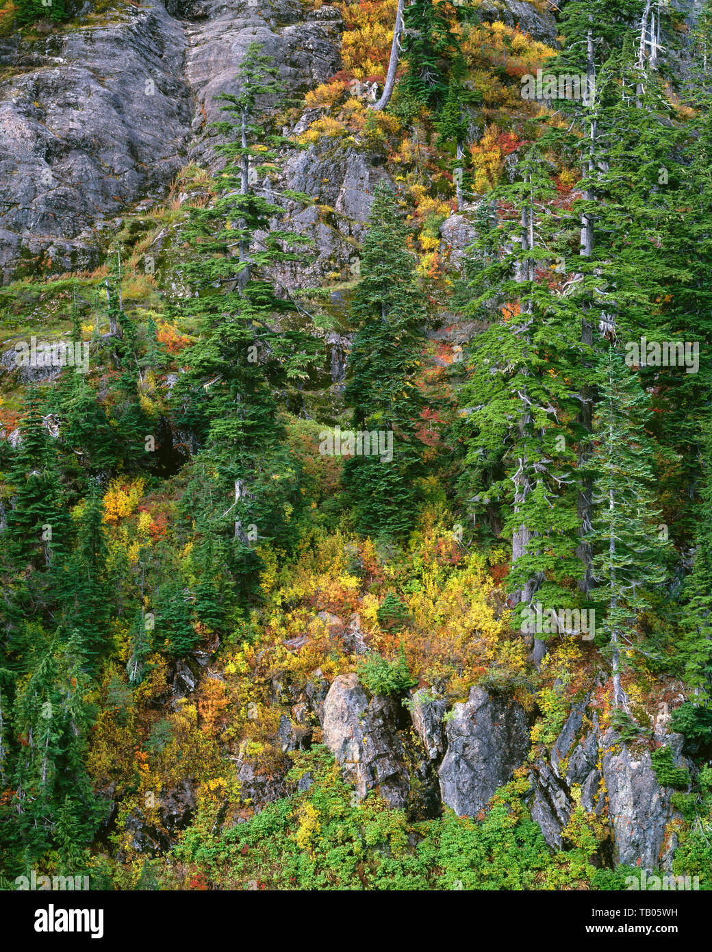 USA, Washington, Mt. Baker Snoqualmie National Forest, Mountain hemlock ...