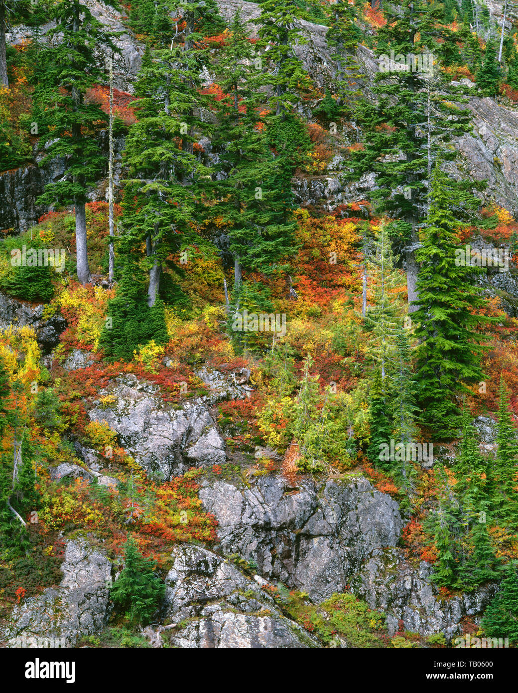 USA, Washington, Mt. Baker Snoqualmie National Forest, Mountain hemlock ...