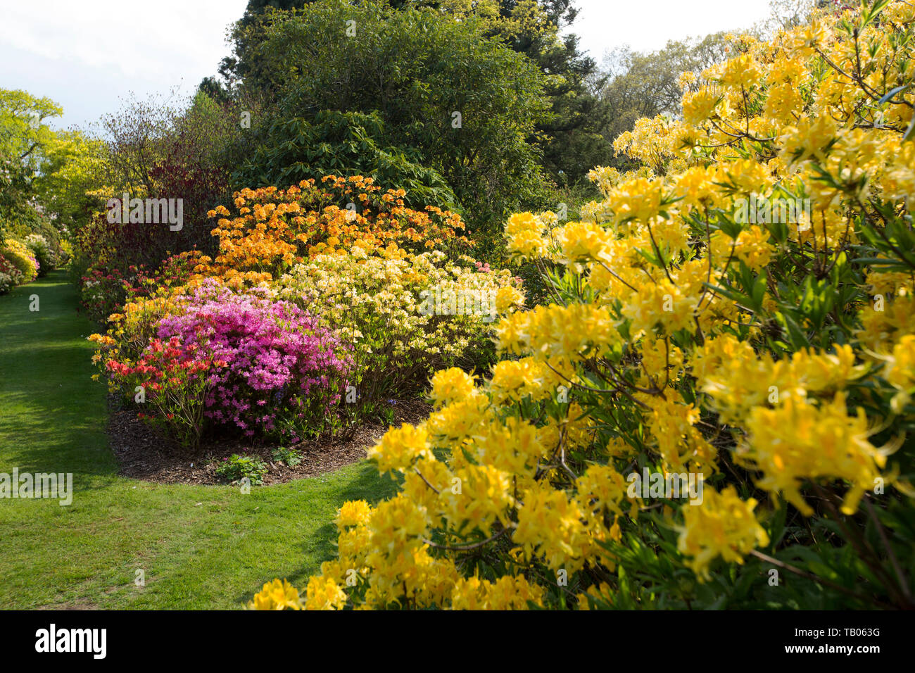 Azaleas flowering in Stody lodge Gardens, near Holt, Norfolk, UK Stock ...