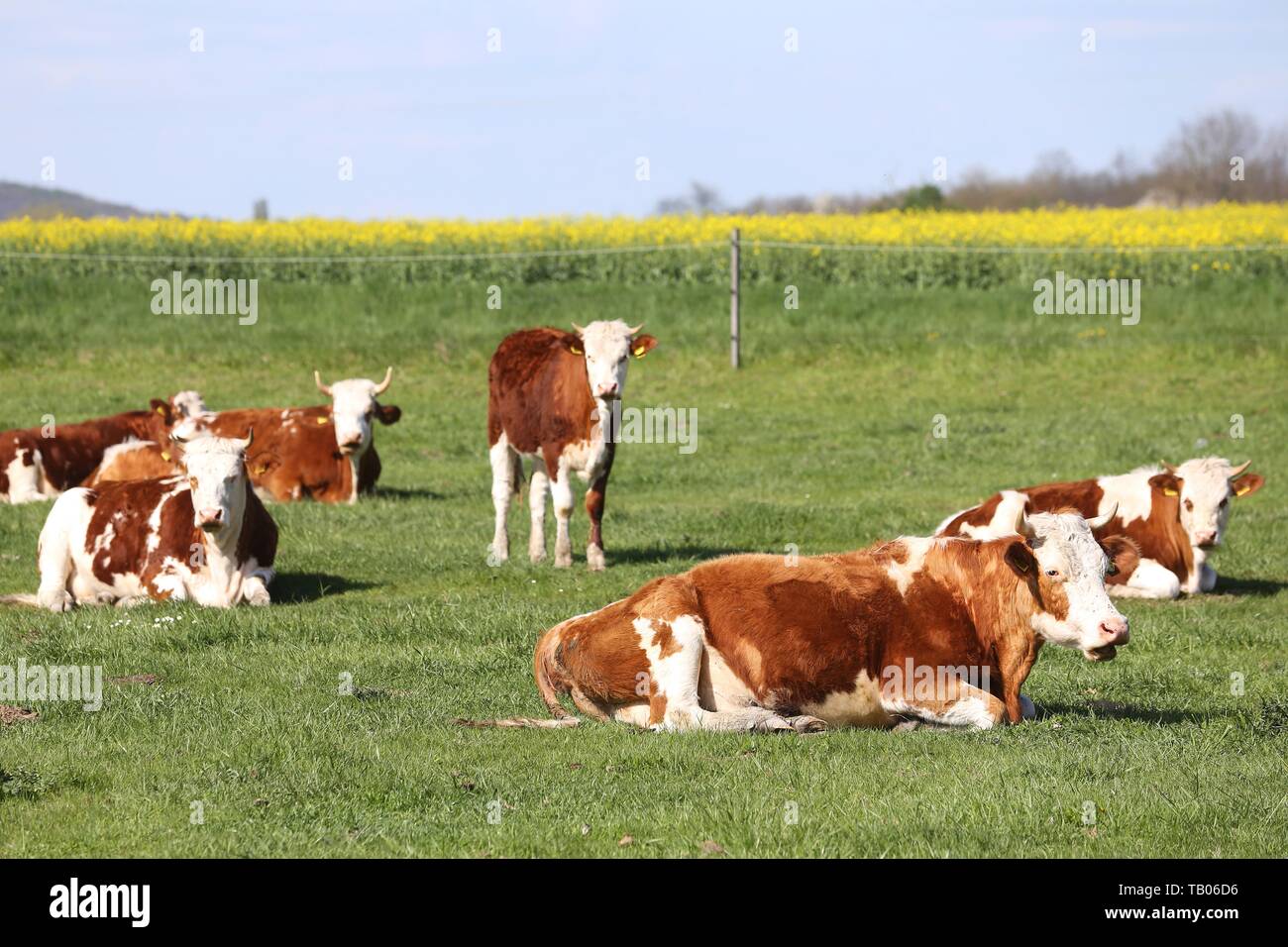 Herd of cows on beautiful rural animal farm grazing on green grass ...
