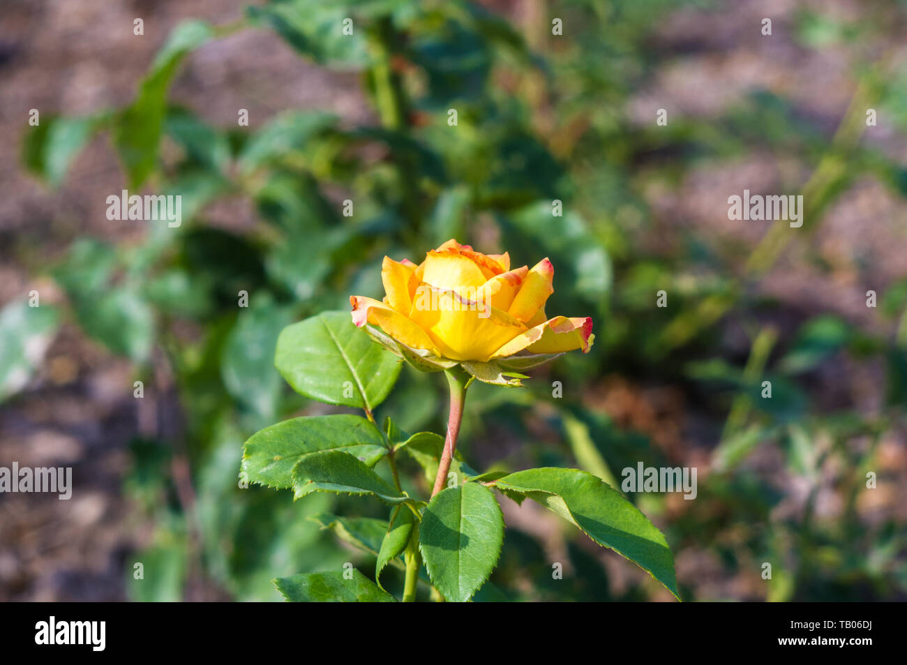 Yellow Rose flower on green background. Nature Stock Photo - Alamy