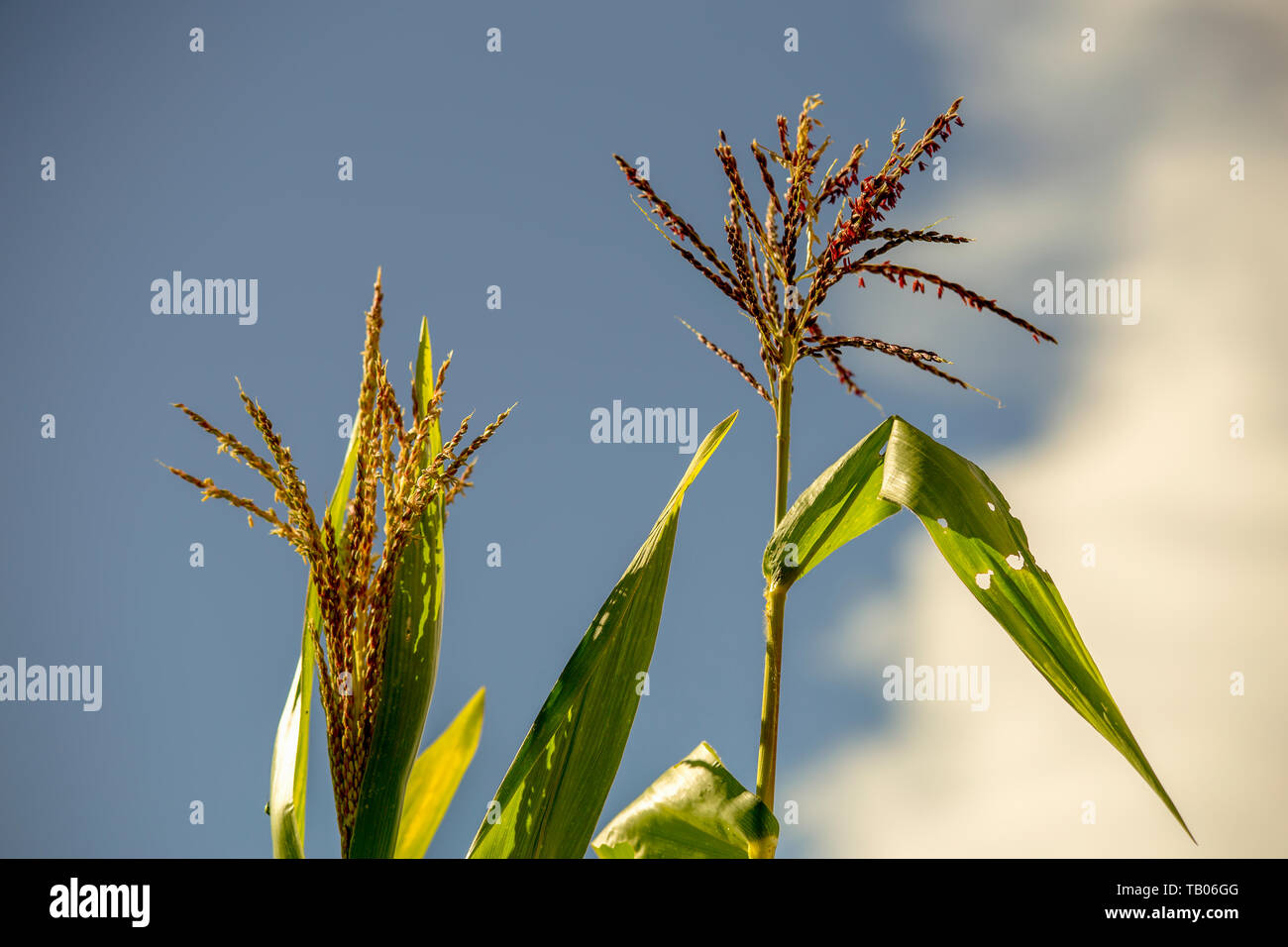 Maize flowers hi-res stock photography and images - Alamy