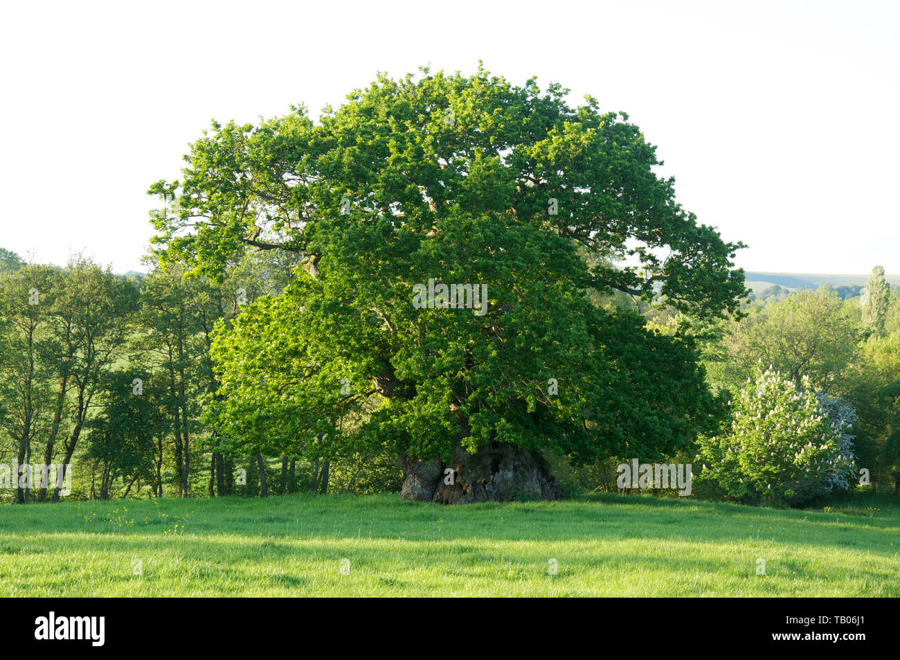 Judge Wyndham’s Oak, in the Dorset village of Silton. This is the ...