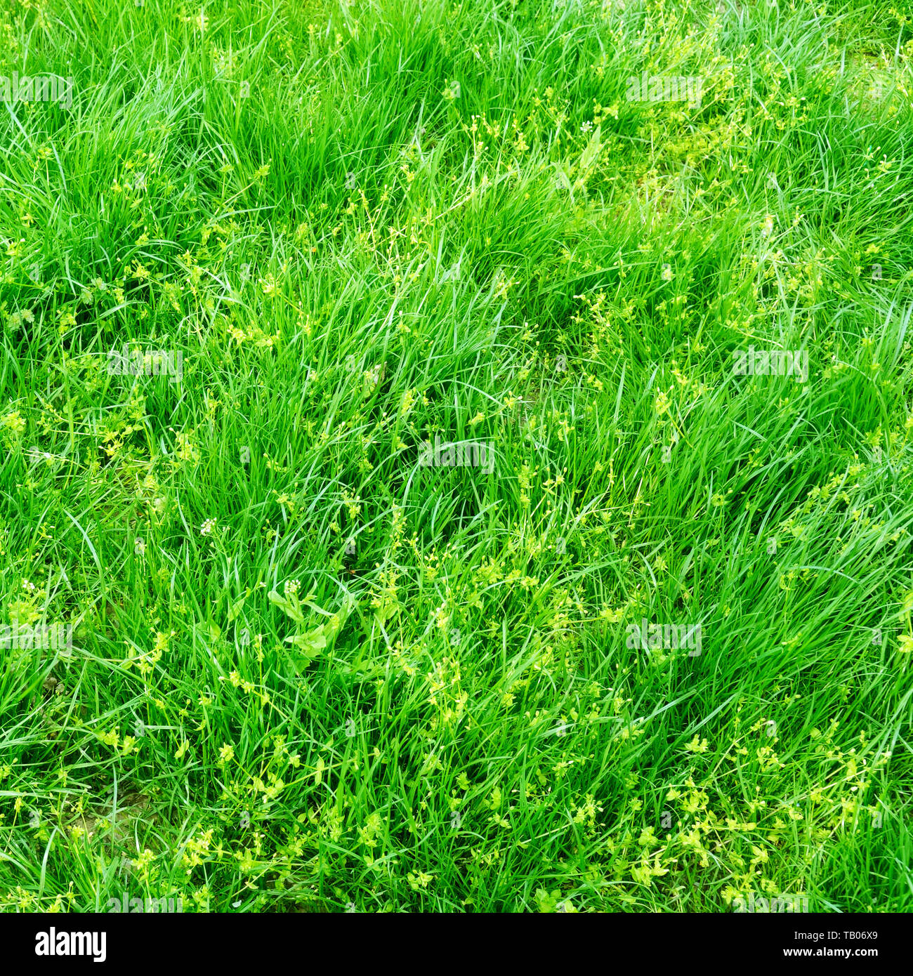 Non grass lawn plant hi-res stock photography and images - Alamy