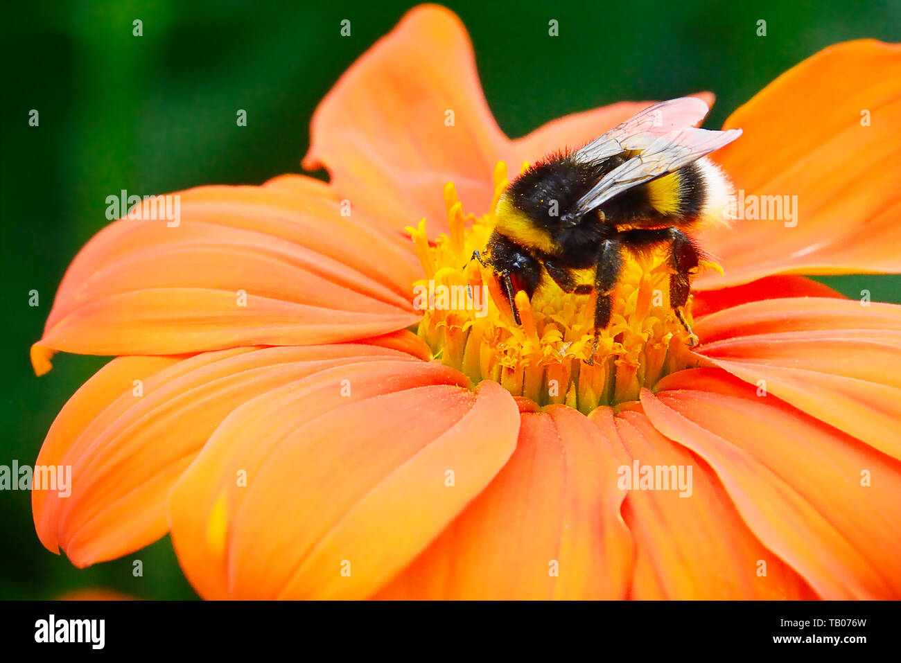 Bumble bee pollinating a flower Stock Photo - Alamy