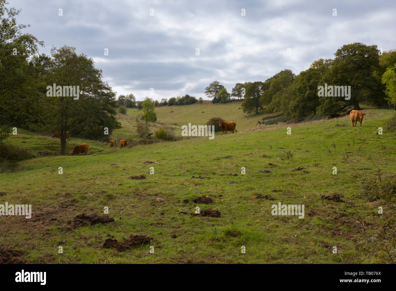 Chalk downland hi-res stock photography and images - Alamy
