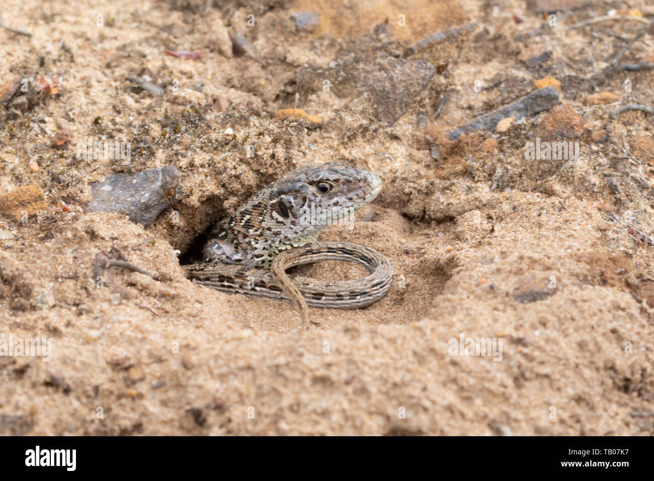 Sand wildlife hi-res stock photography and images - Alamy