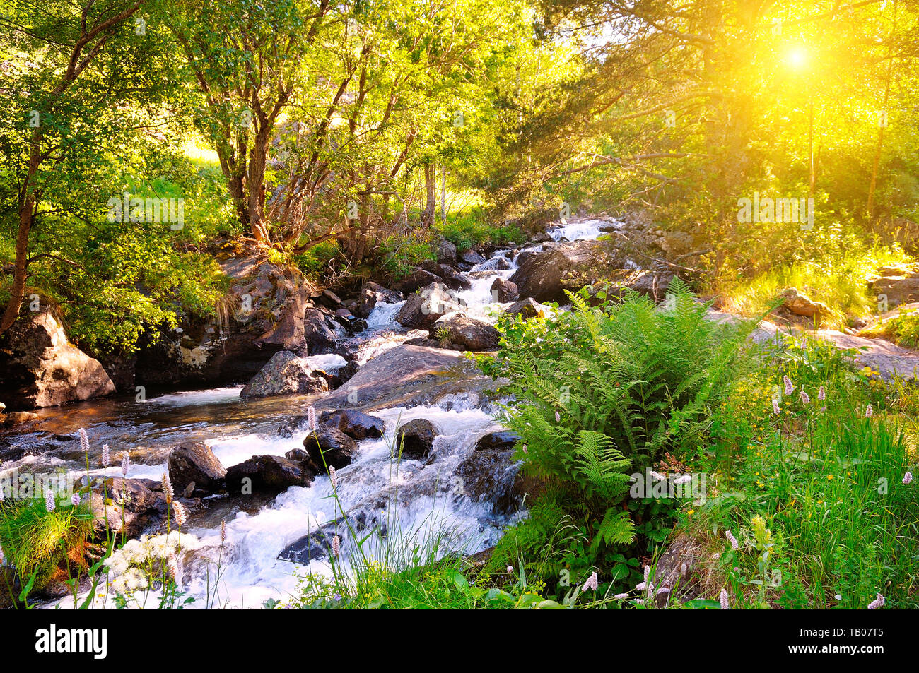 mountain river, forest and bright sunrise Stock Photo - Alamy