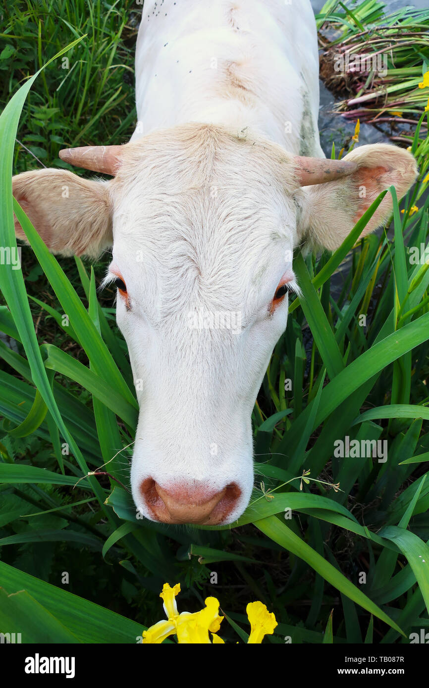 Cow is smelling a yellow flower in the field Stock Photo - Alamy