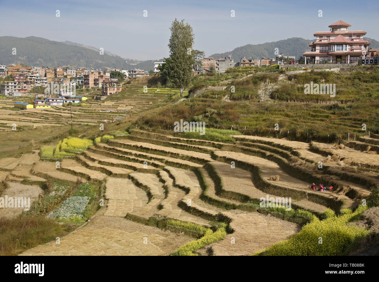 Agricultural terraces (growing rice, rapeseed, and various other crops ...