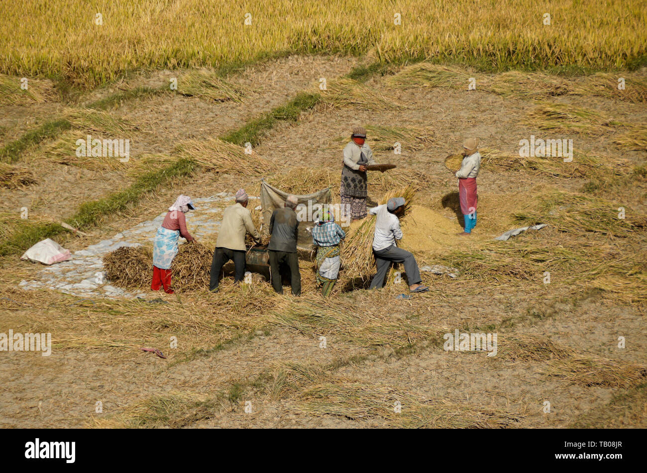 Winnowing High Resolution Stock Photography and Images - Alamy