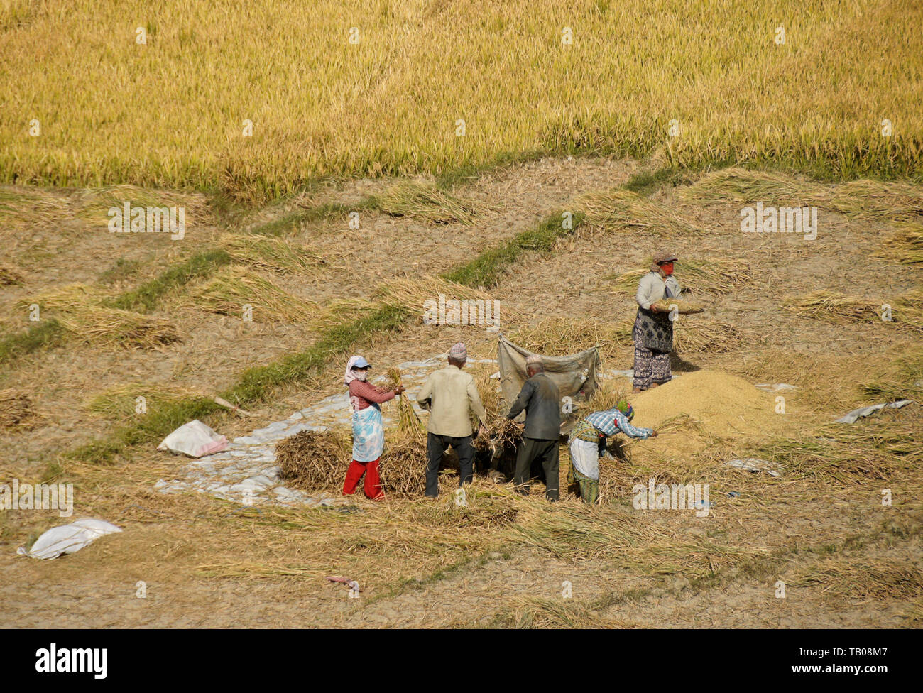 Winnowing hi-res stock photography and images - Alamy
