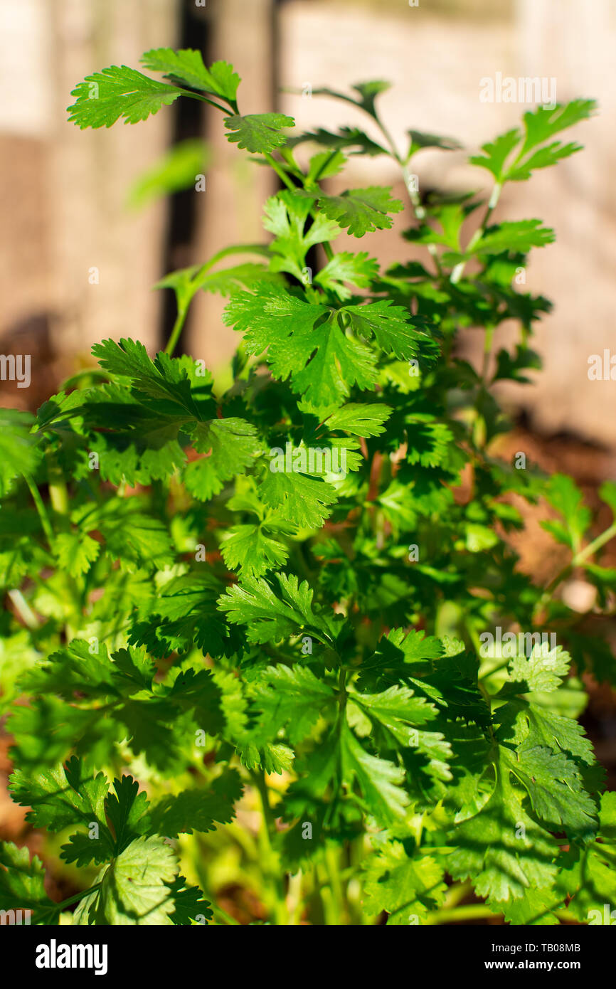 Fresh cilantro growing in home herb garden Stock Photo - Alamy