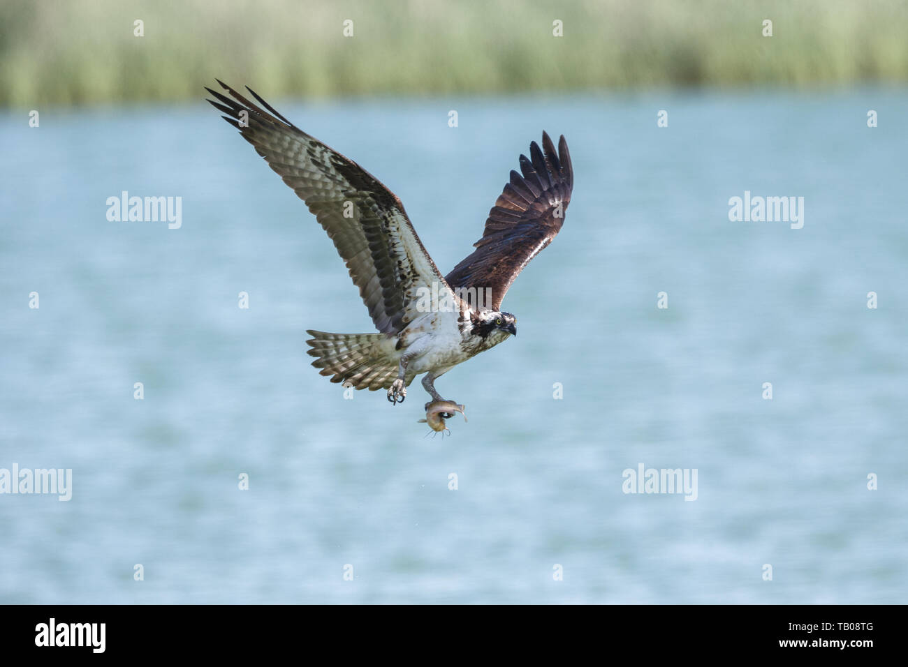 Osprey in flight with fish at Richmond BC Canada Stock Photo - Alamy