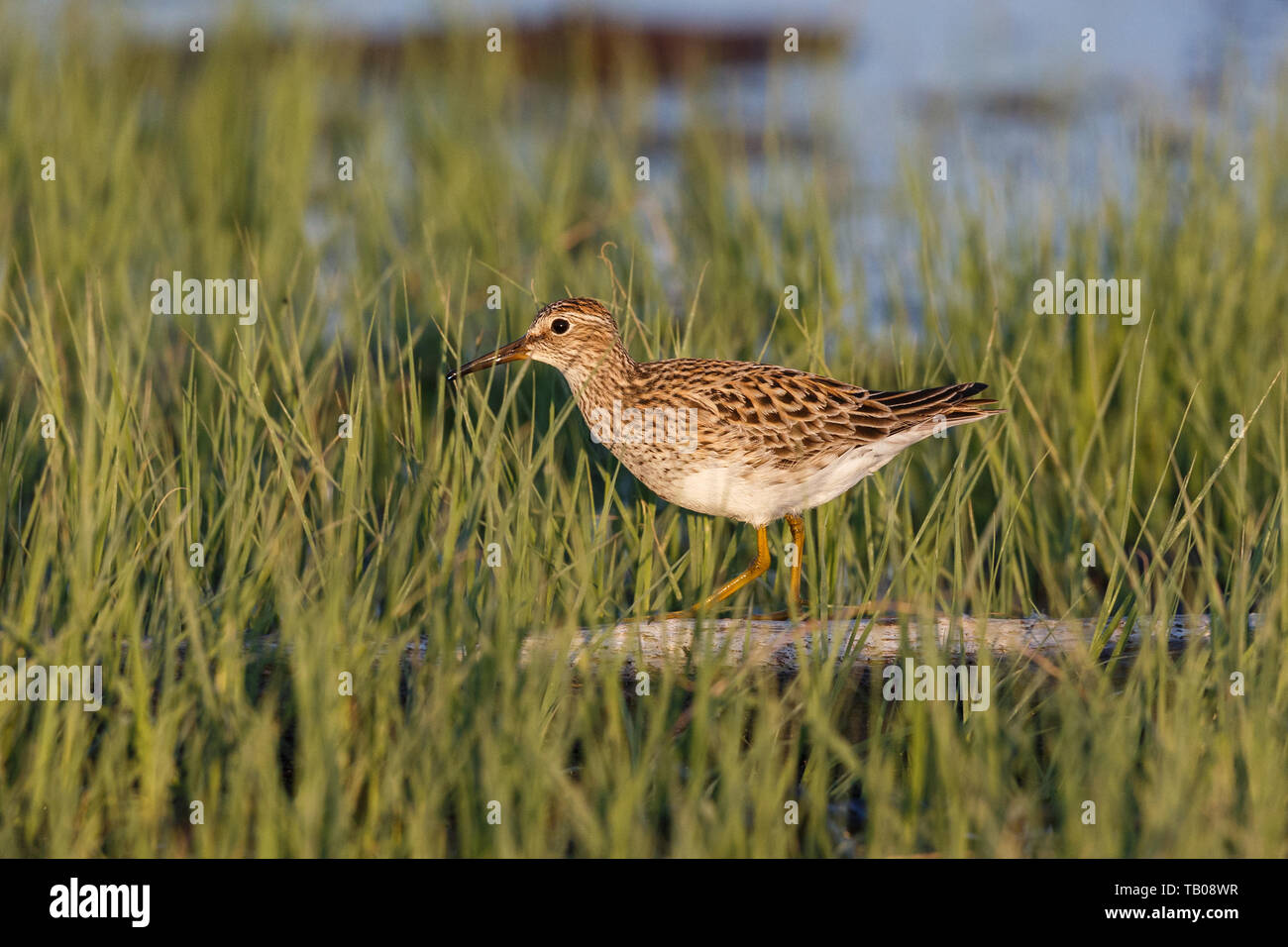 pectoral Sandpiper bird at Richmond BC Canada Stock Photo - Alamy